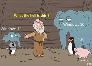 Noah & Windows 11 | ITSC